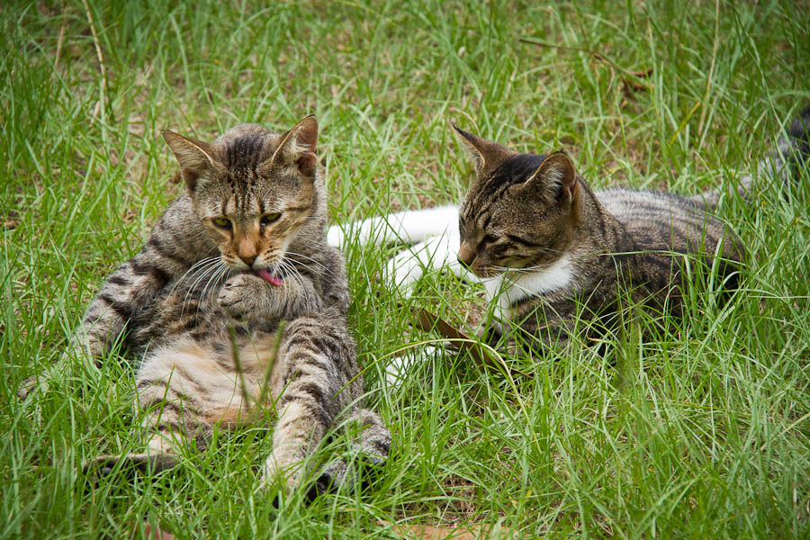Country Cats
