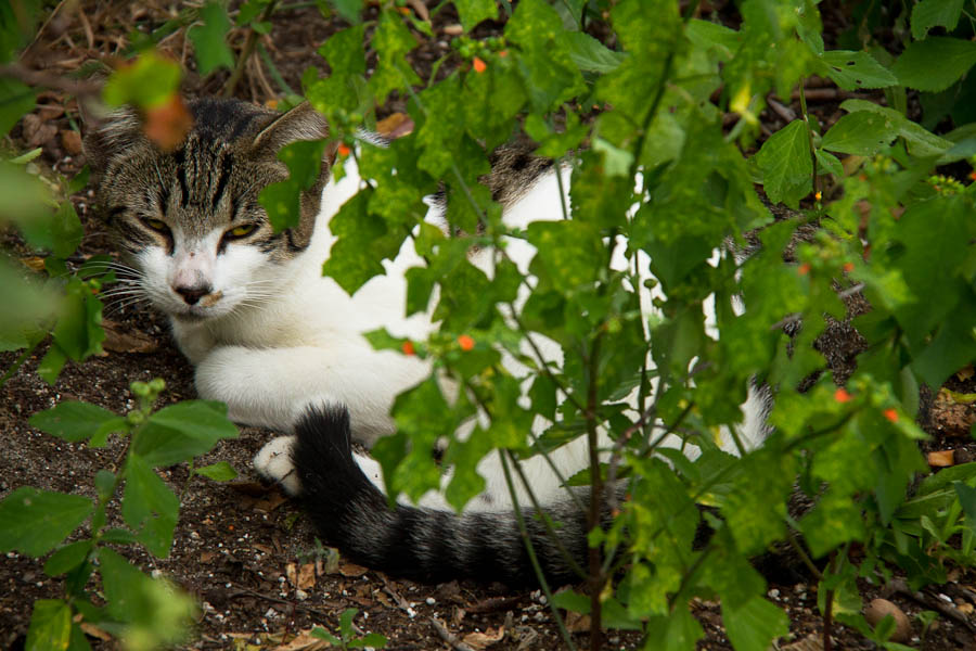 Country Cats