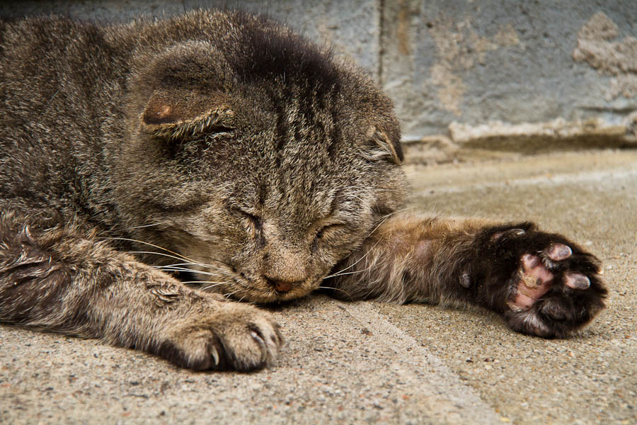 Country Cats